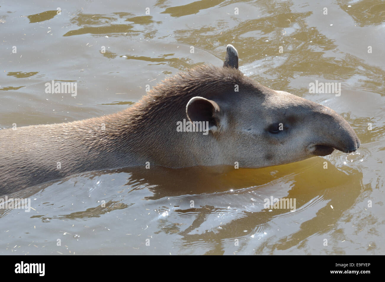 O tapir hi-res stock photography and images - Alamy