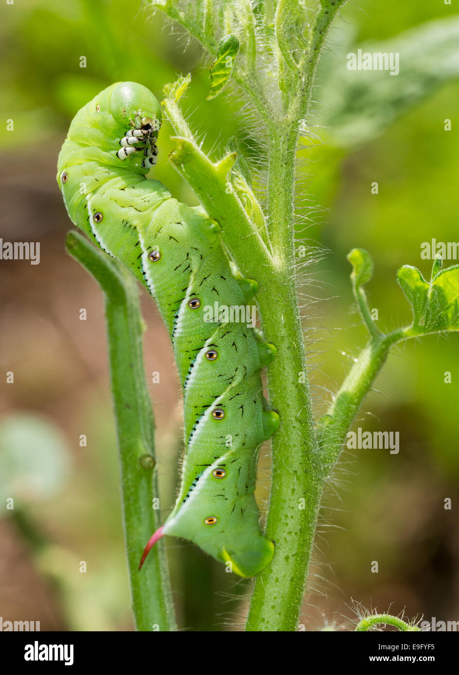 Hornworm caterpillar hi-res stock photography and images - Alamy