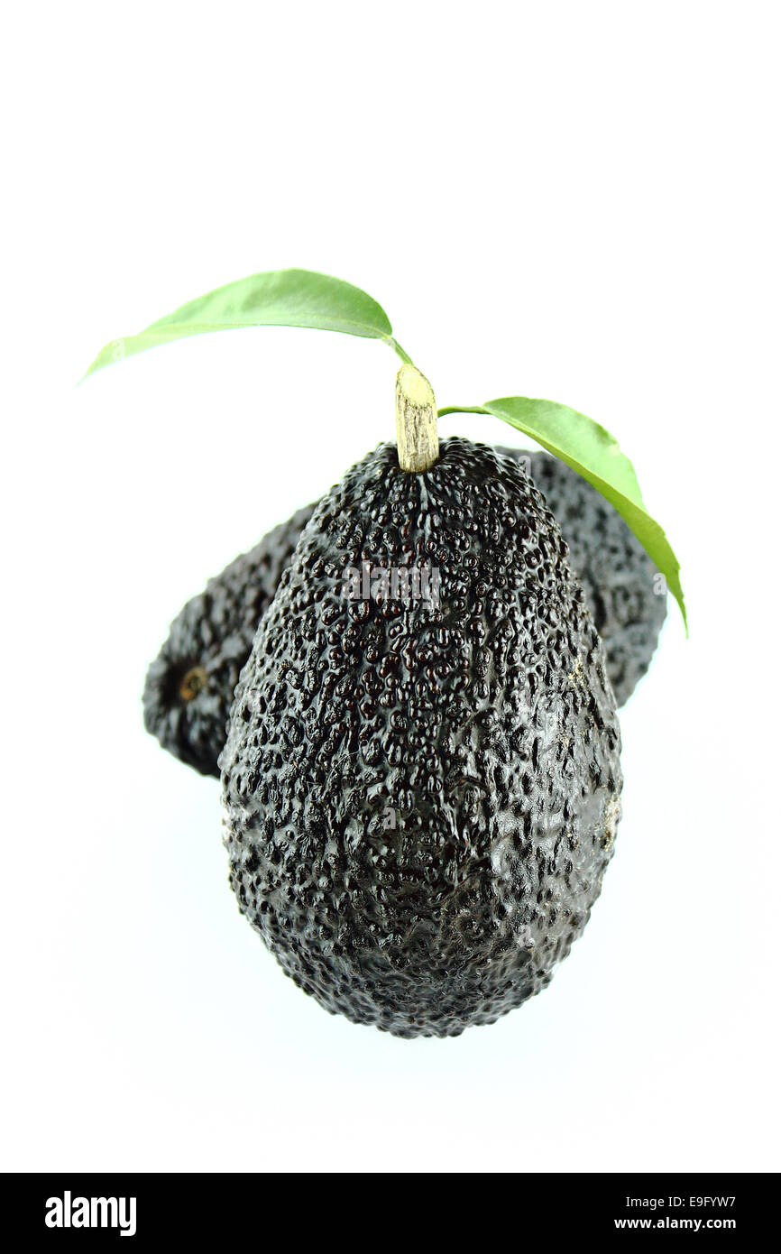 Fresh green avocados leaves Cut Out Stock Images & Pictures - Alamy