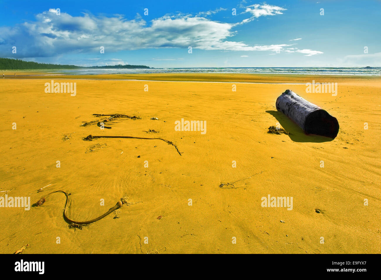 Ocean coast, logs and seaweed Stock Photo - Alamy