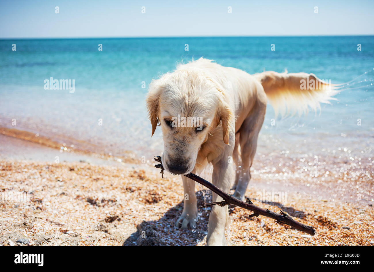 O retriver hi-res stock photography and images - Alamy