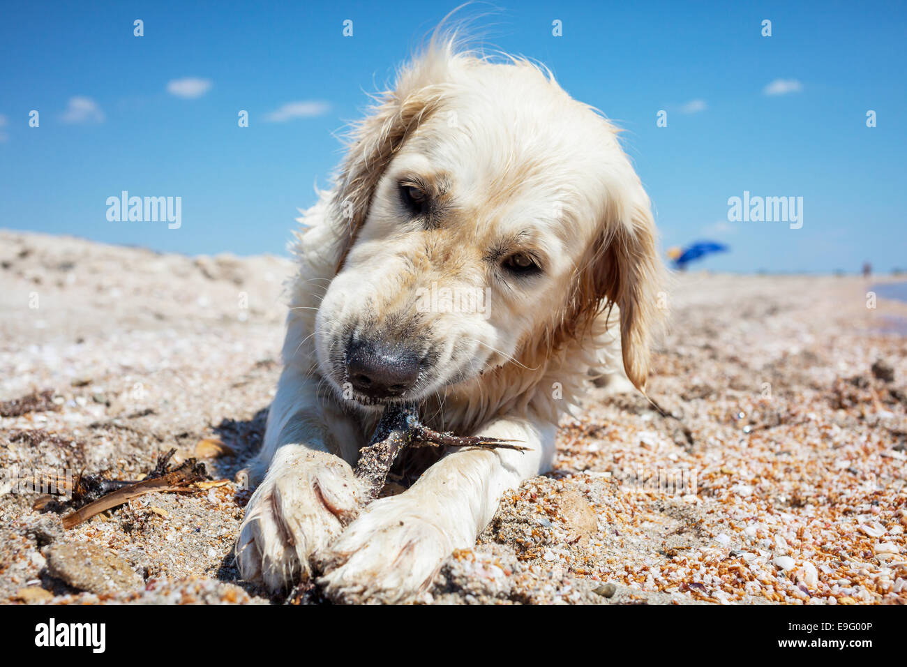 O retriver hi-res stock photography and images - Alamy