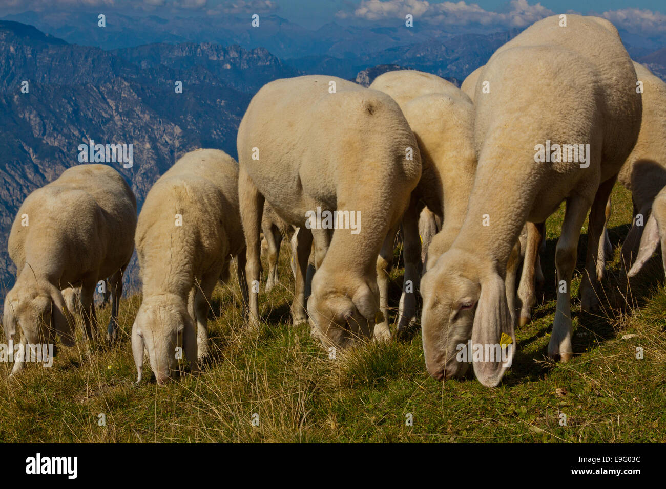 Tiroler bergschaf hi-res stock photography and images - Alamy