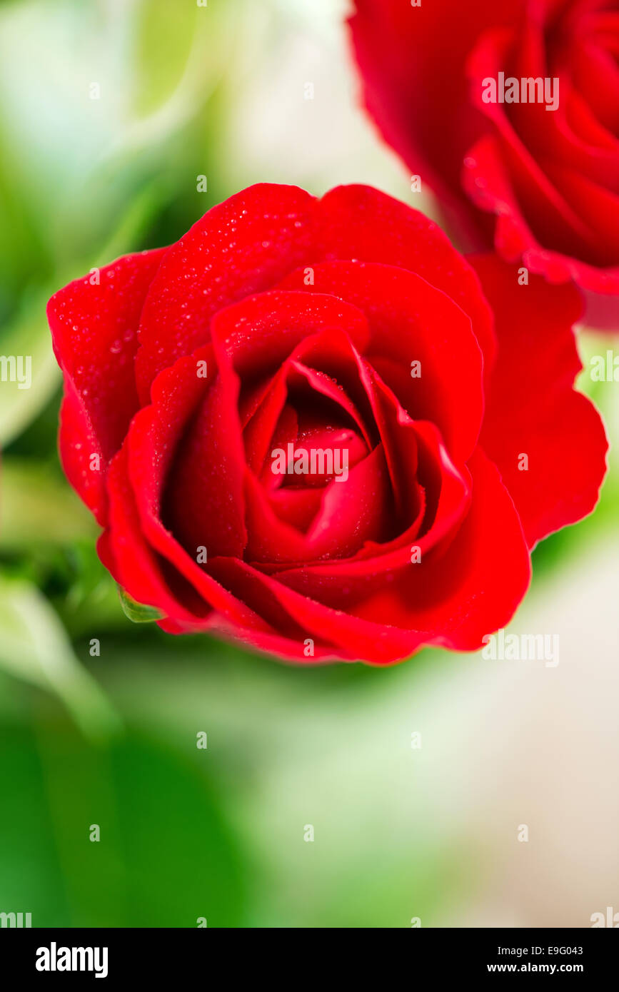 Single red rose Stock Photo - Alamy