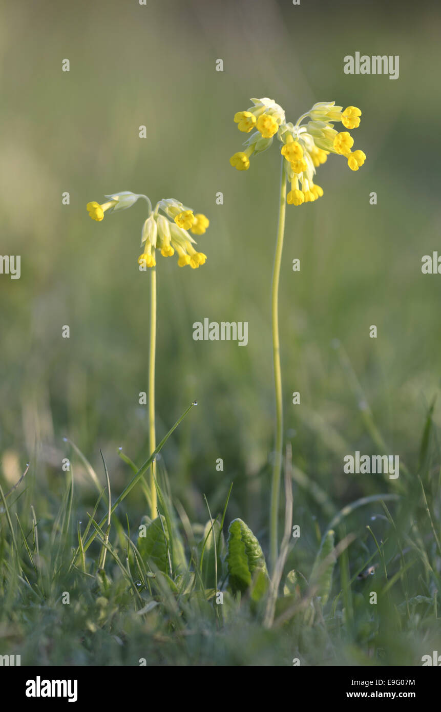 European cowslip hi-res stock photography and images - Alamy