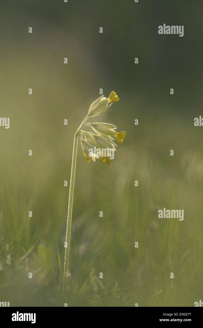 European cowslip hi-res stock photography and images - Alamy