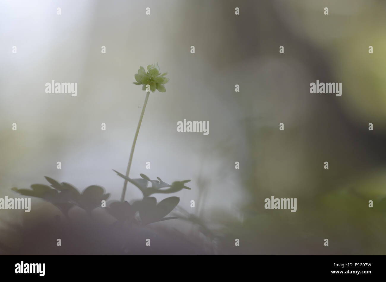 Moschatel hi-res stock photography and images - Alamy