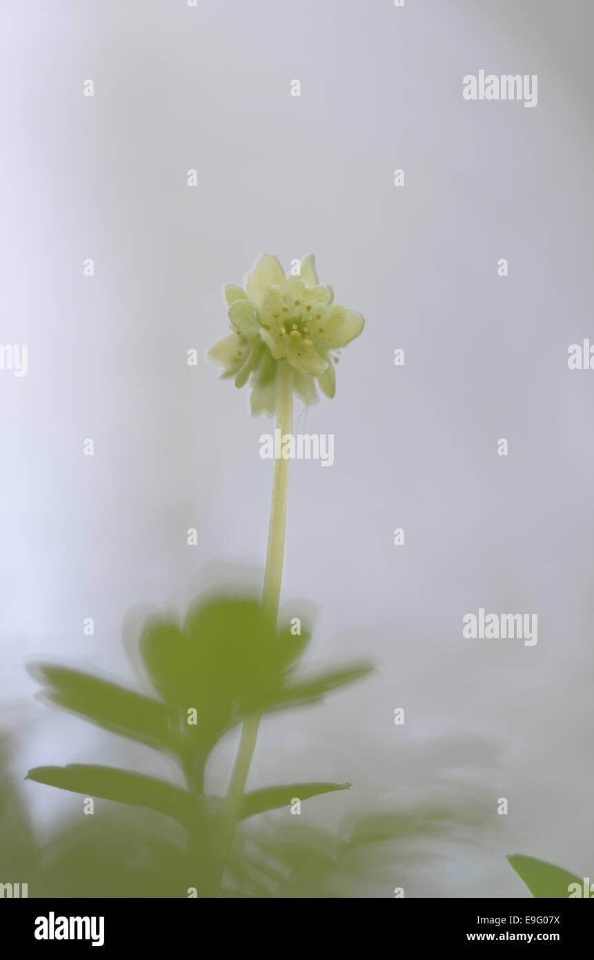 Moschatel hi-res stock photography and images - Alamy