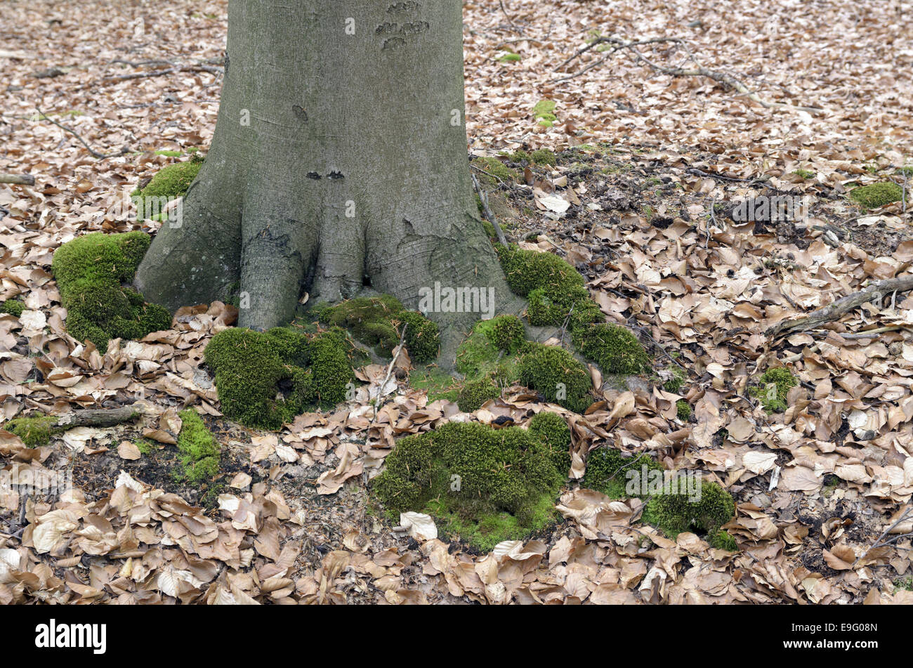 Moss-covered tree trunk Stock Photo - Alamy