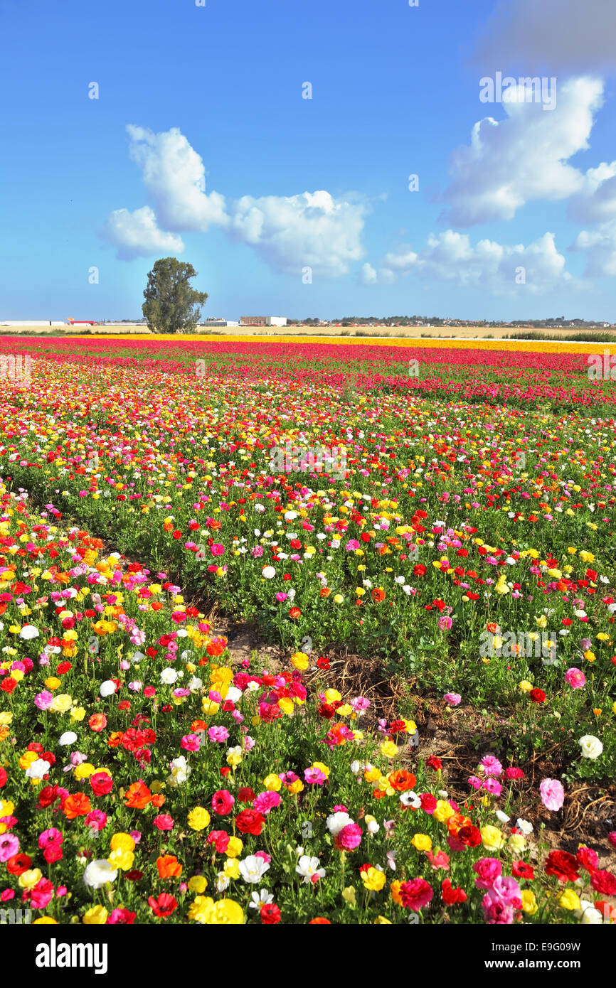 Boundless field sown with flowers Stock Photo - Alamy