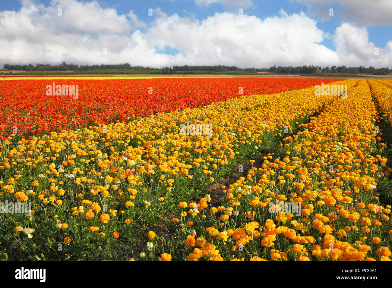 Spring day in israel hi-res stock photography and images - Alamy