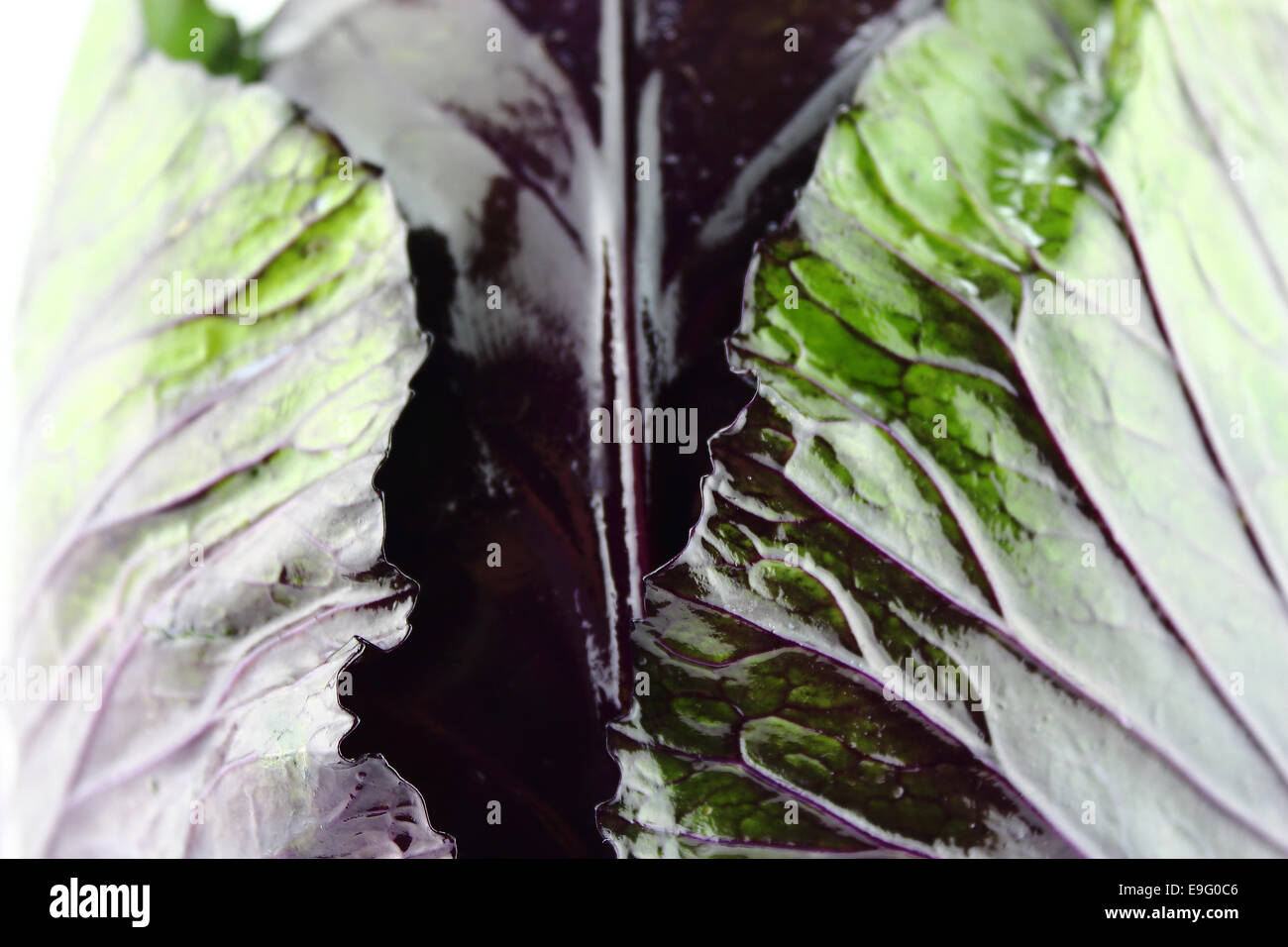 fresh red cabbage Stock Photo - Alamy