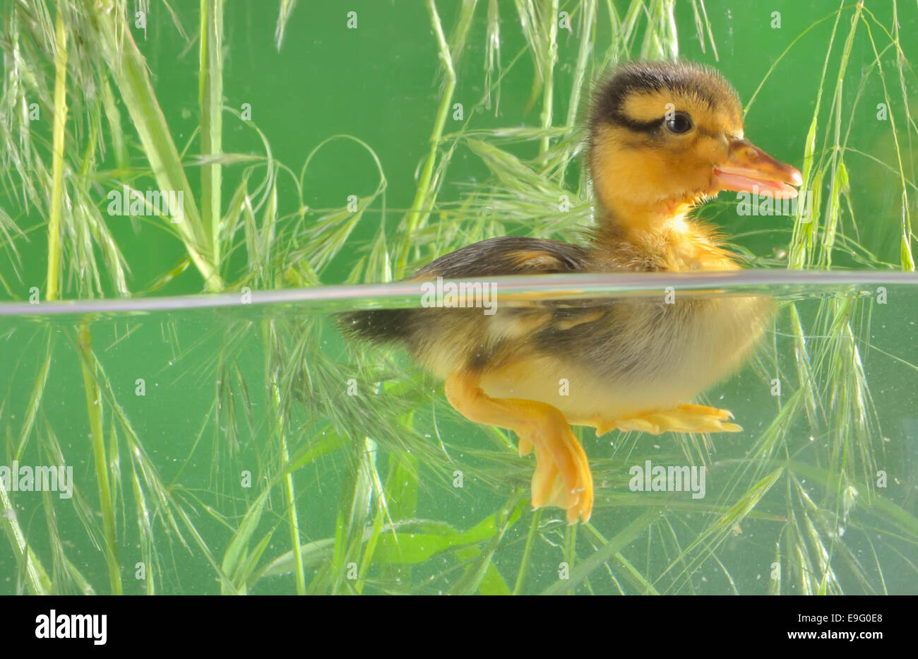 Cute little fluffy duckling babies hi-res stock photography and images ...