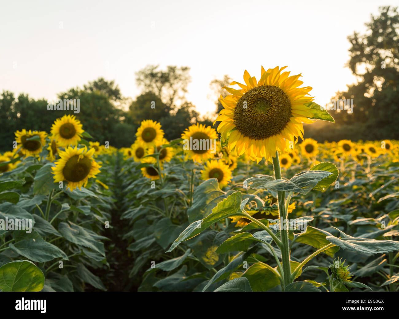 Evening sun sunflower hi-res stock photography and images - Alamy