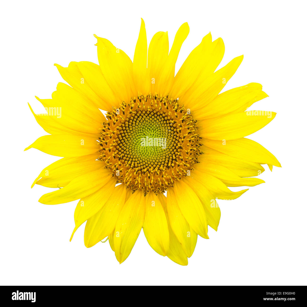 Single isolated sunflower blossom Stock Photo - Alamy