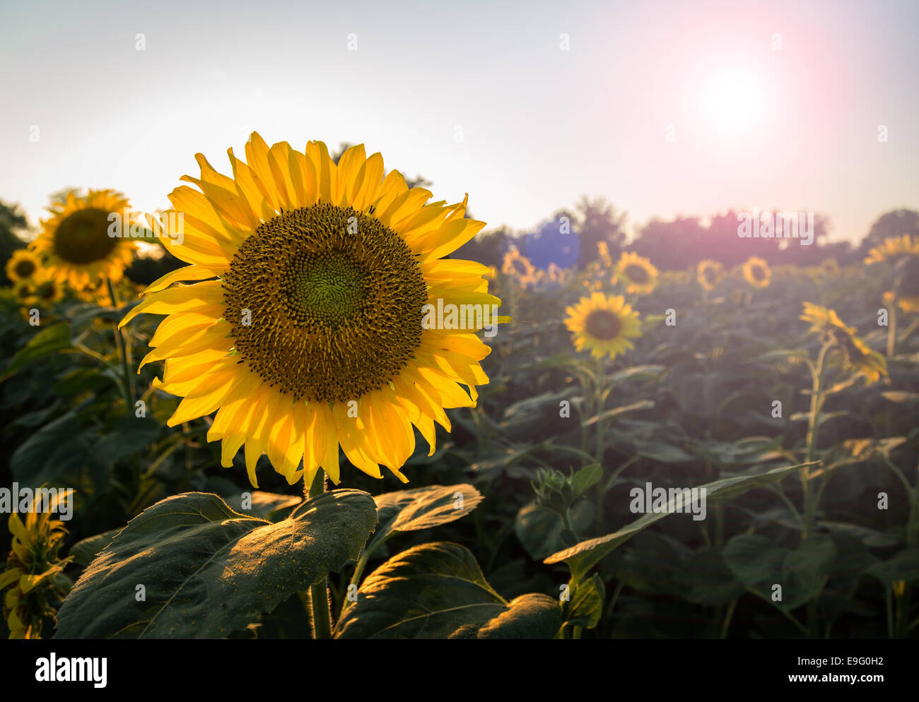 Sunflowers blooming in sunflower hi-res stock photography and images ...