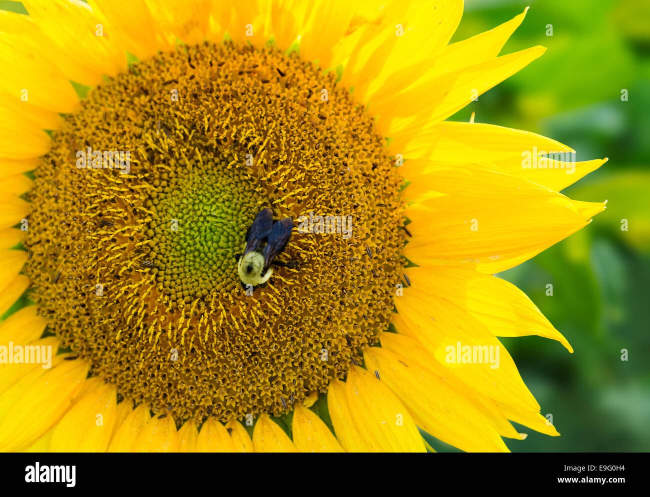 Evening sun sunflower hi-res stock photography and images - Alamy
