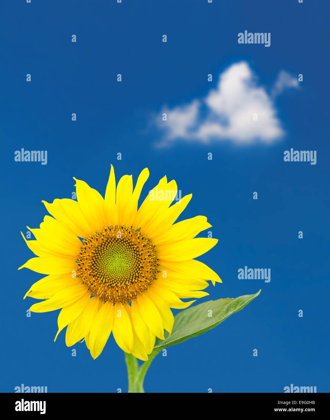 Single sunflower blossom against blue sky Stock Photo - Alamy