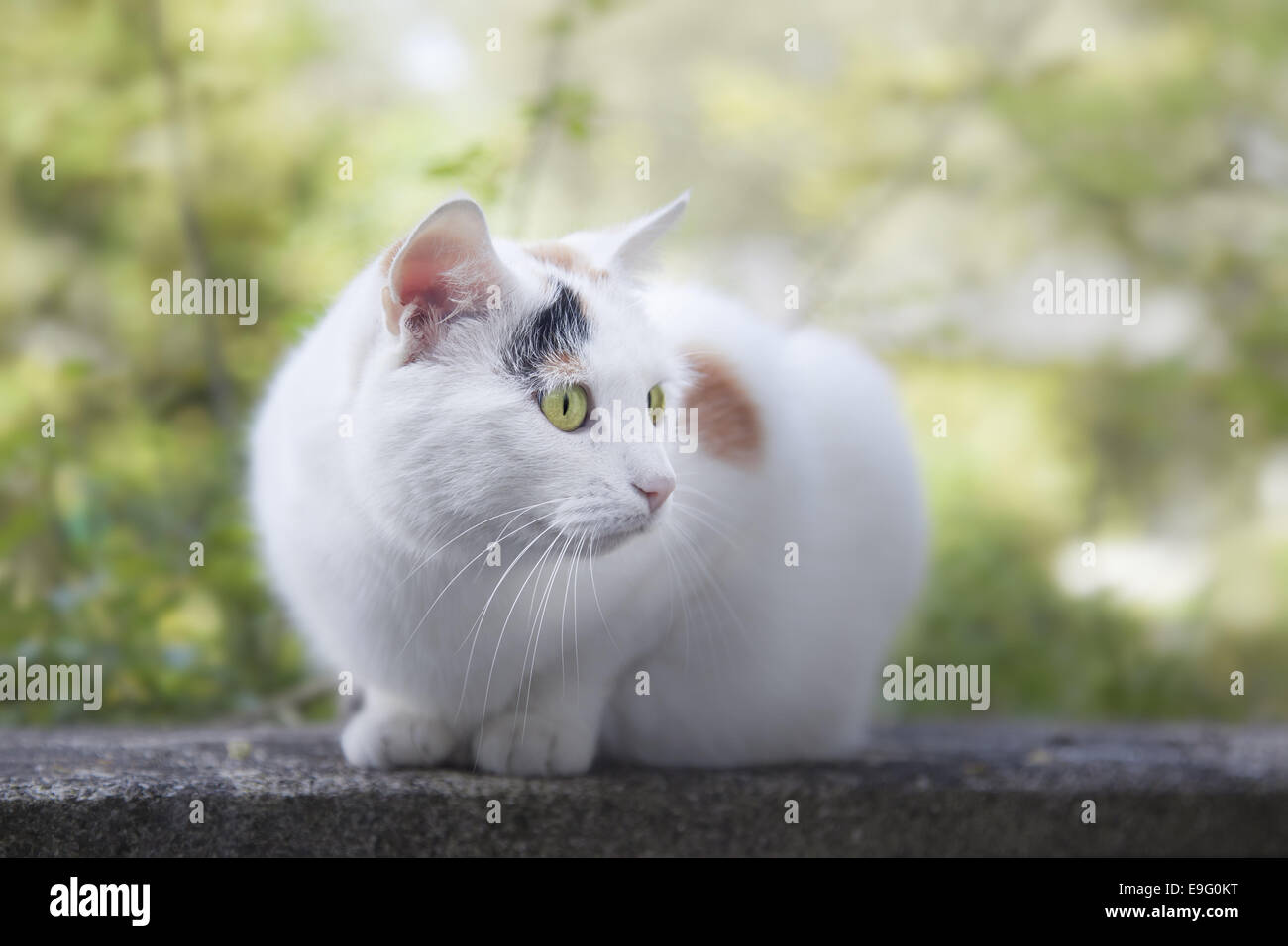 Front view of cat hi-res stock photography and images - Alamy