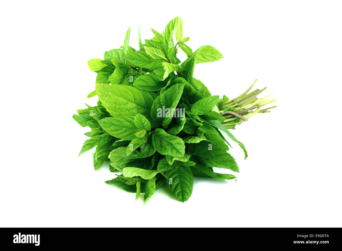 fresh mint leaves Stock Photo - Alamy