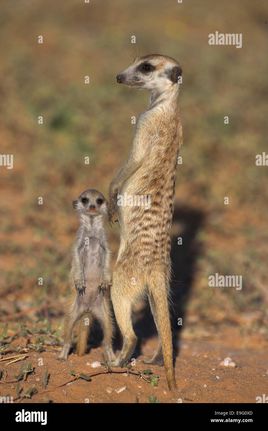 Baby suricate hi-res stock photography and images - Alamy