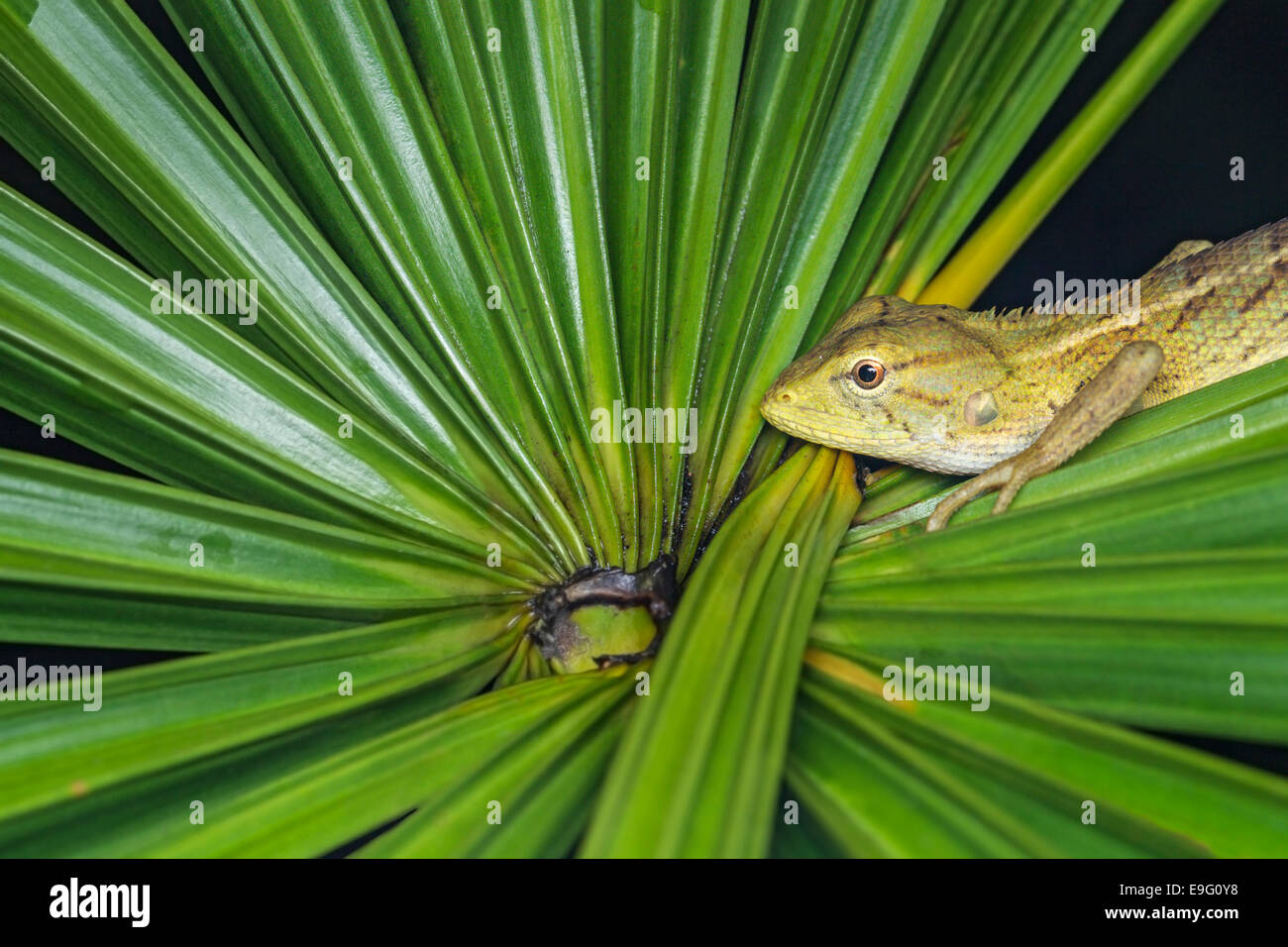 Changeable lizard (Calotes versicolor) at night Stock Photo - Alamy