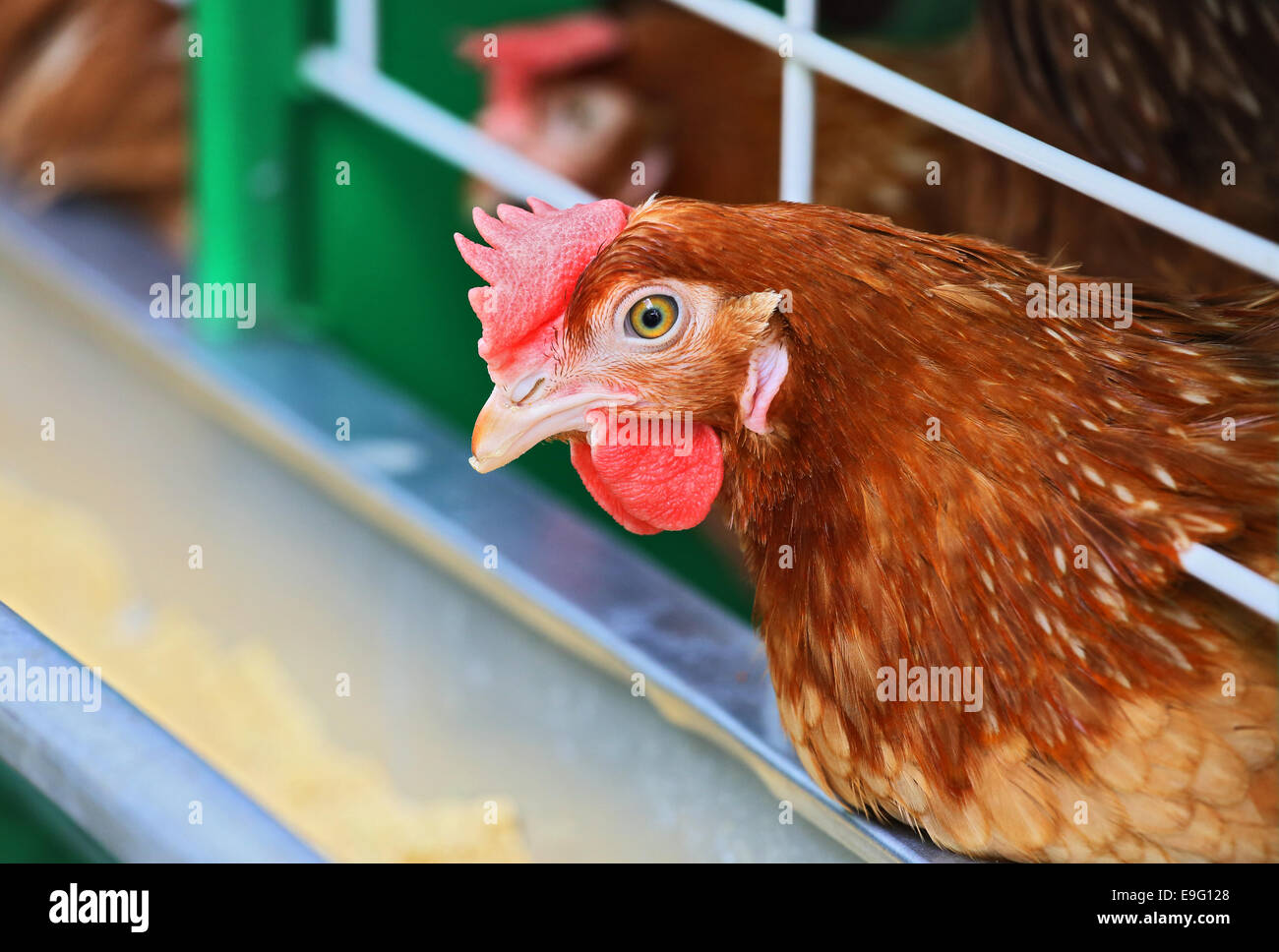Red chicken on the farm Stock Photo - Alamy