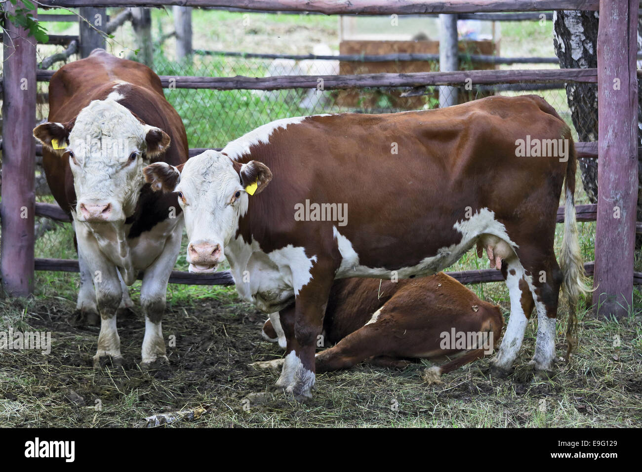 Cow's family in a pen on a rural farm Stock Photo - Alamy