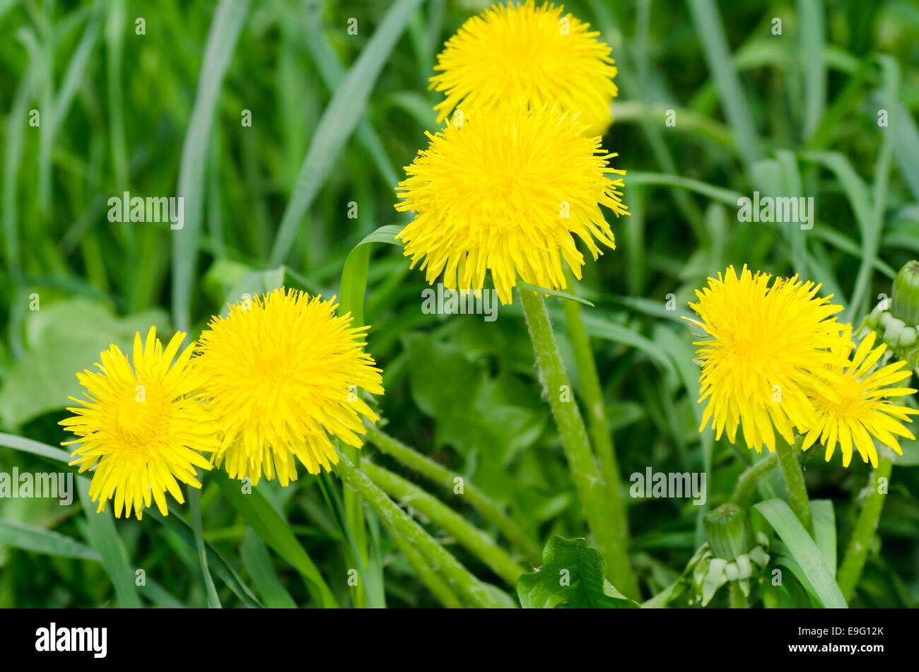 Beautiful spring flowers Stock Photo - Alamy