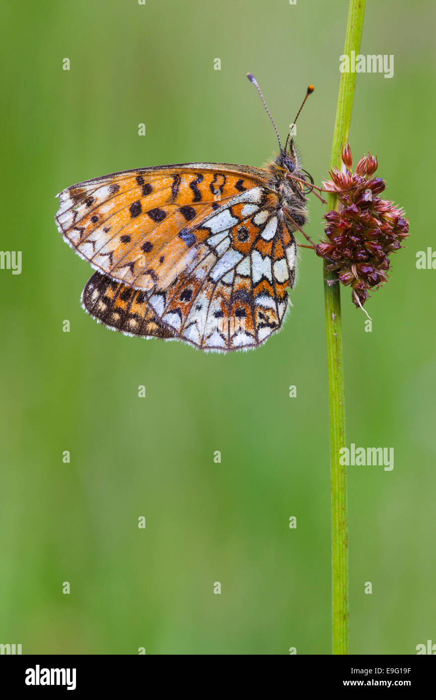 Pearl bordered hi-res stock photography and images - Alamy