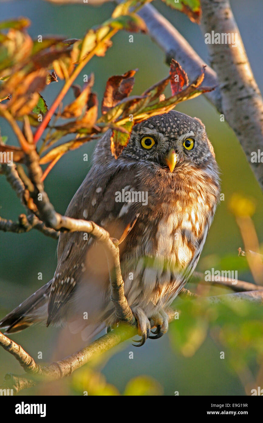 Eurasian Pygmy Owl Stock Photos & Eurasian Pygmy Owl Stock Images - Alamy