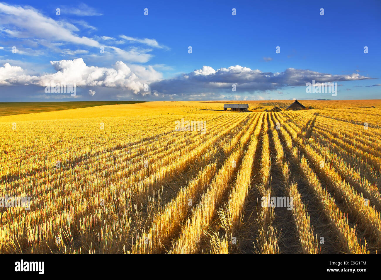 Huge fields after a harvest Stock Photo - Alamy