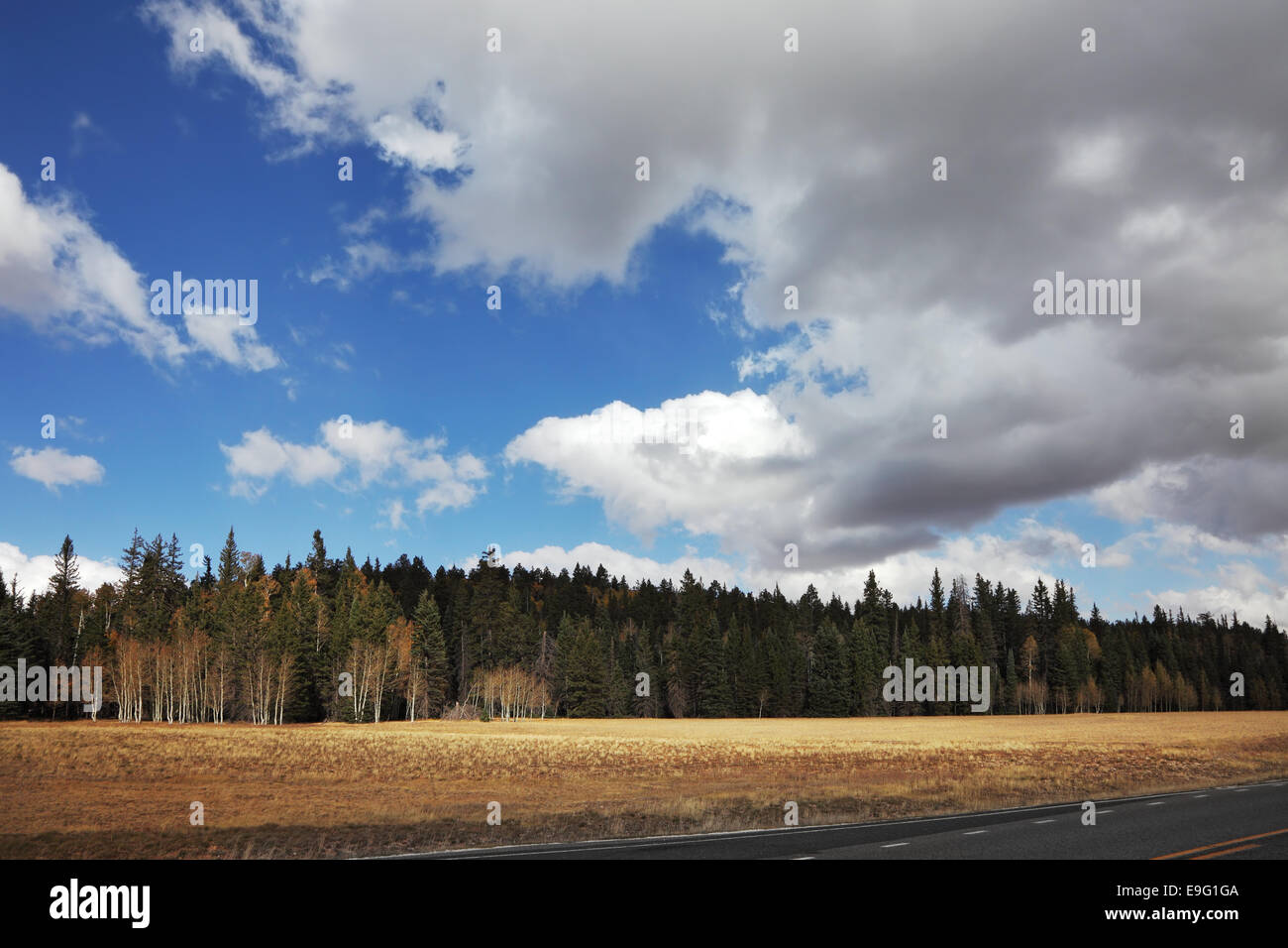 Autumn yellow fields Stock Photo - Alamy