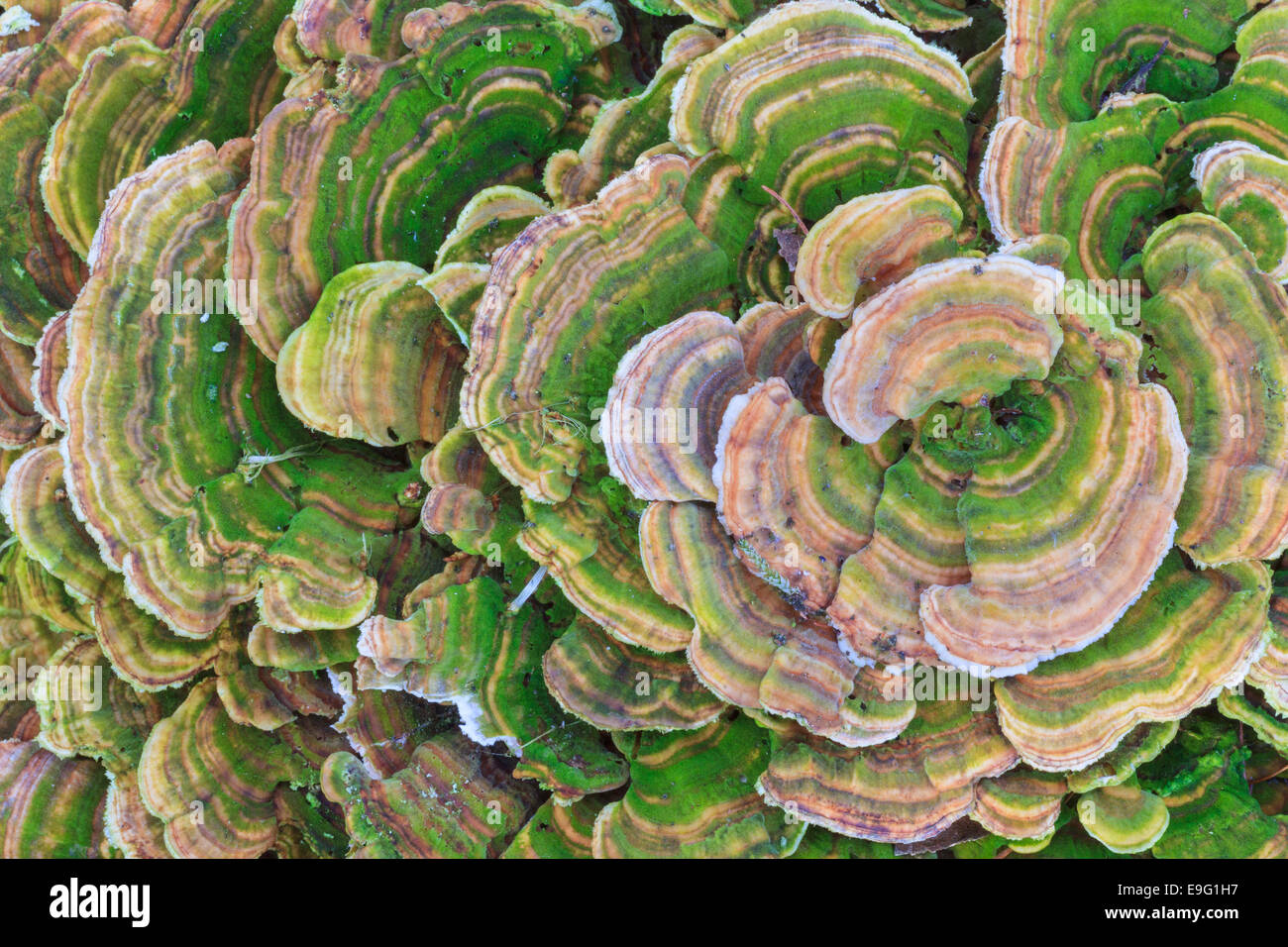 Colored fungi hi-res stock photography and images - Alamy