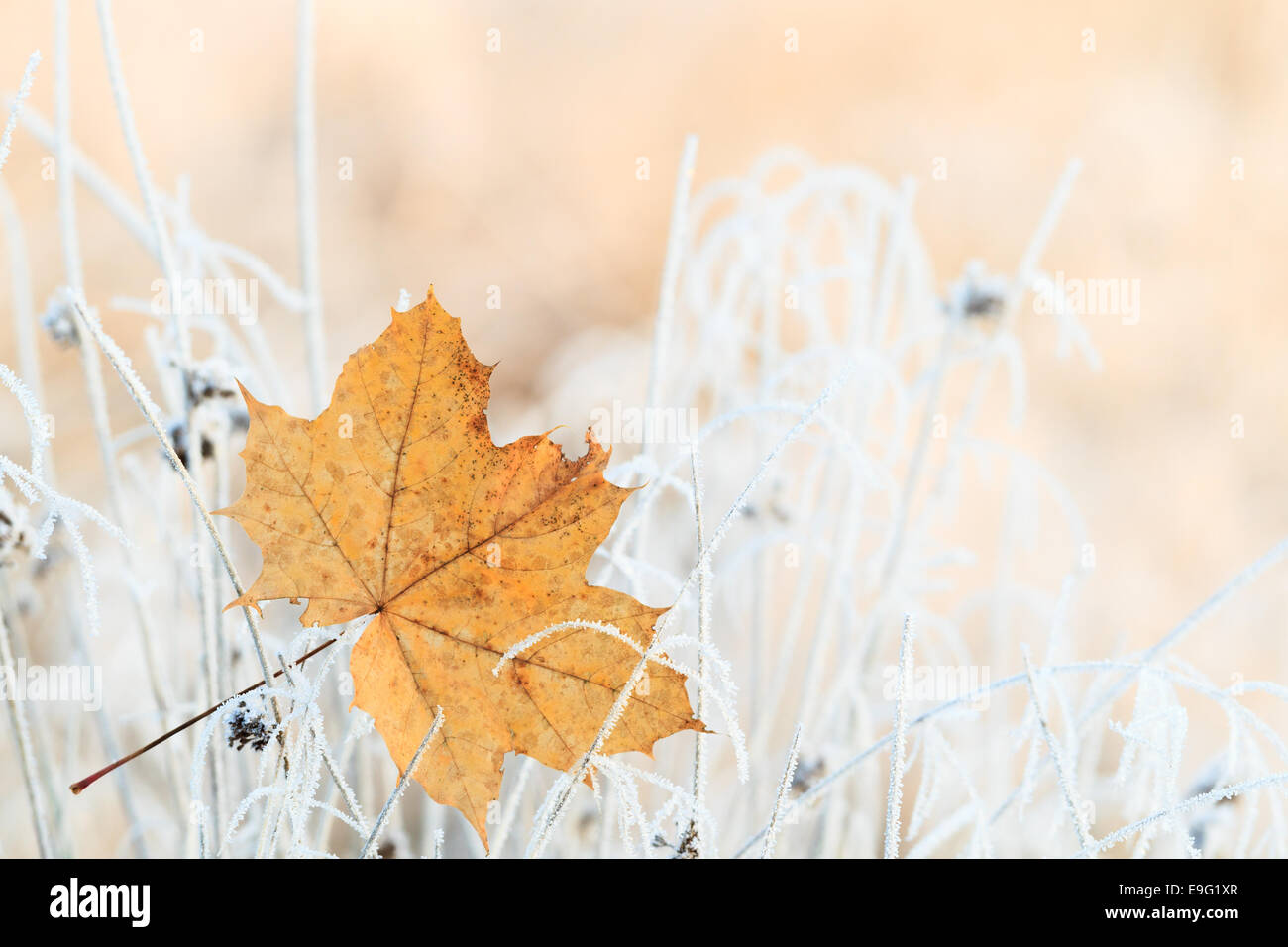 Night frost hi-res stock photography and images - Alamy