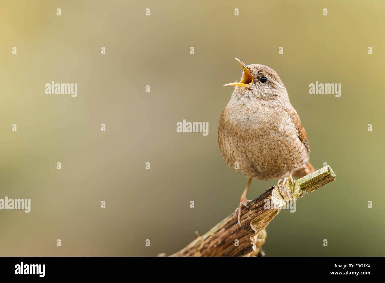 Male wren hi-res stock photography and images - Alamy