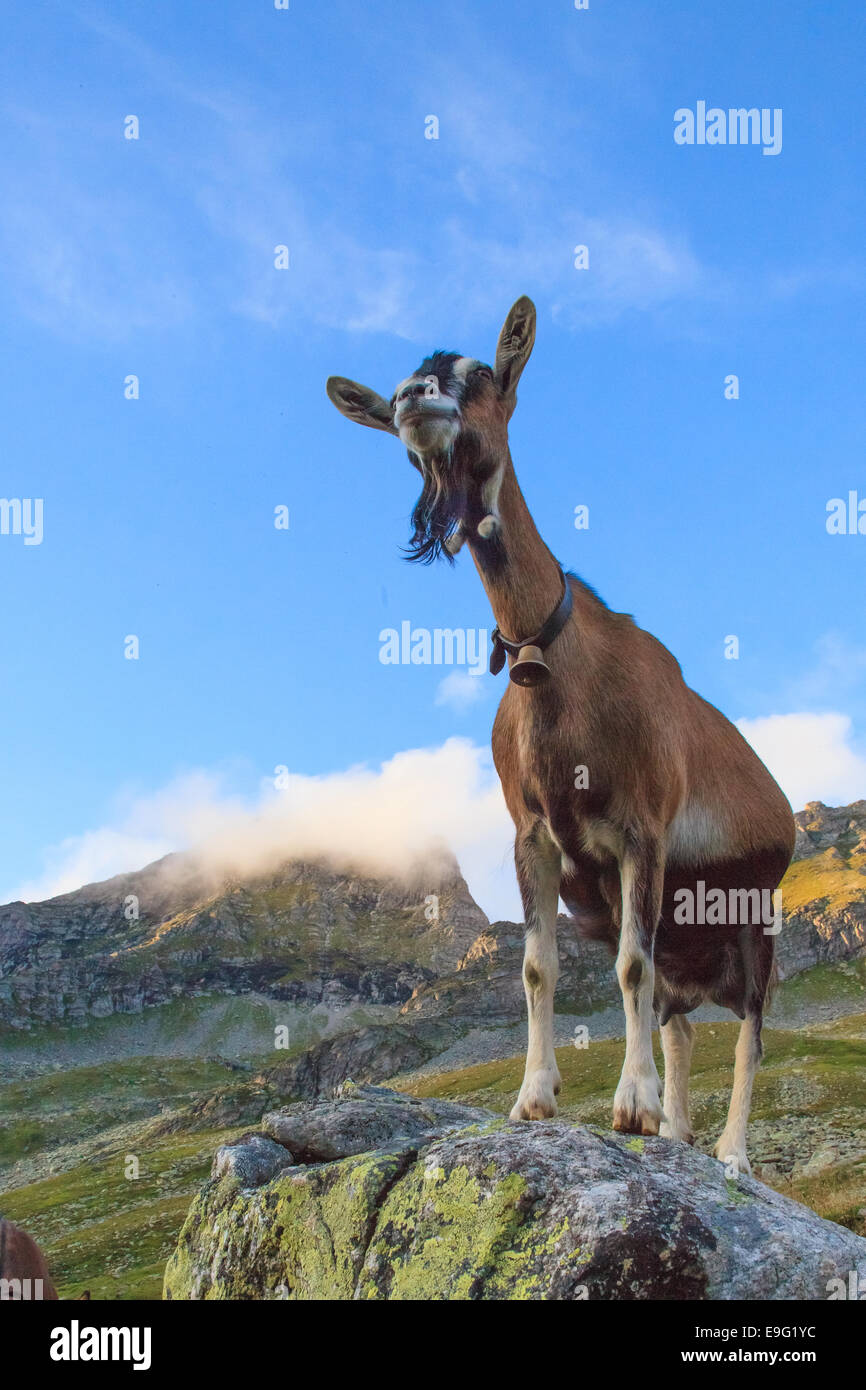 Goat in the Zillertal Alps, Austria Stock Photo - Alamy