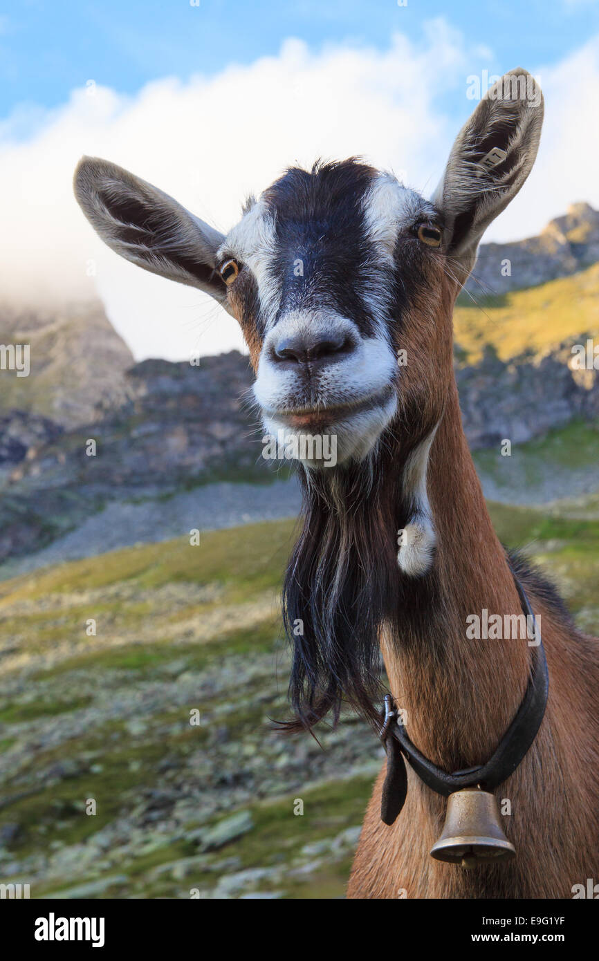 Goat in the Alps Stock Photo - Alamy