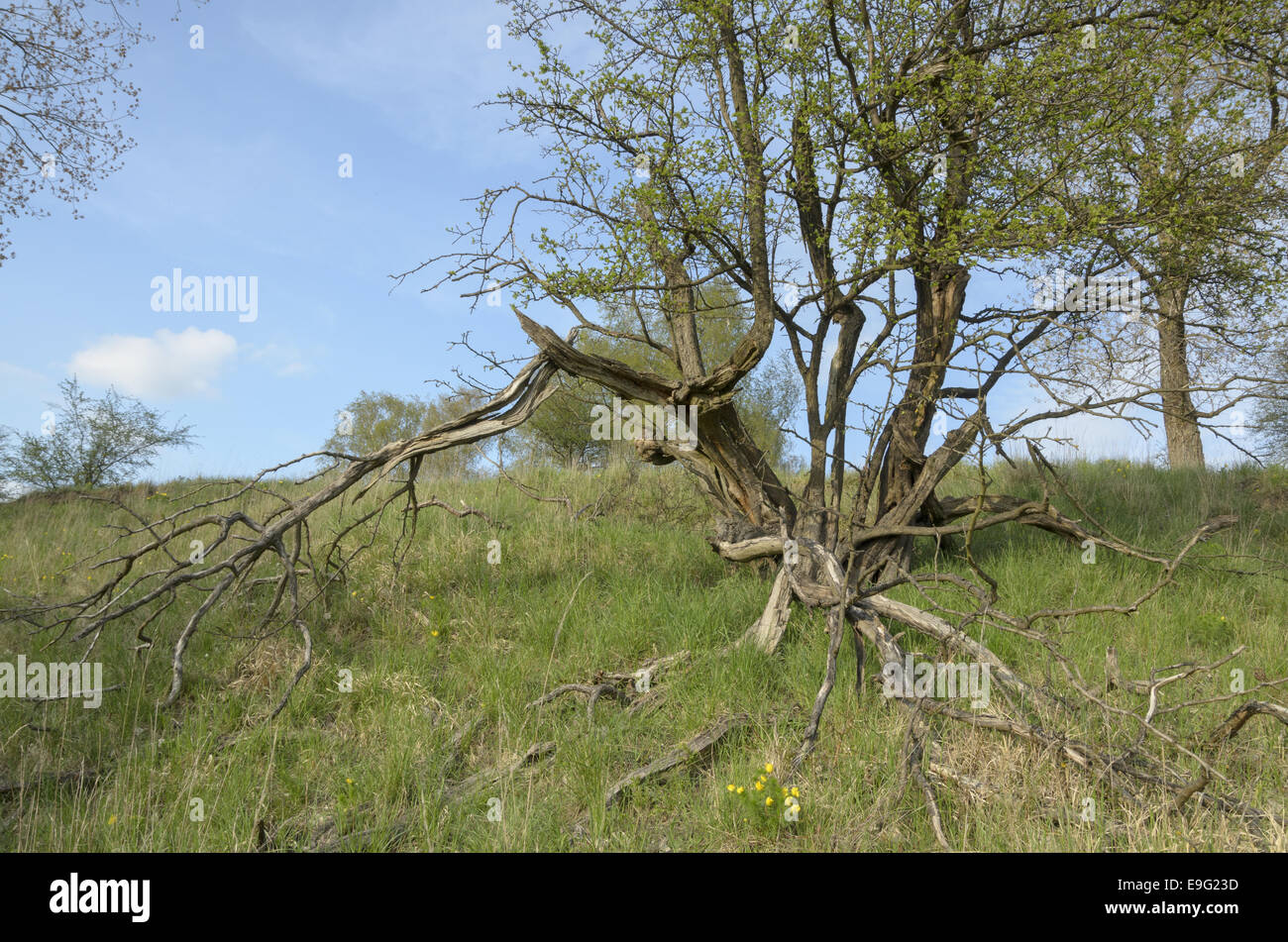 Old Tree on the Oder Stock Photo - Alamy