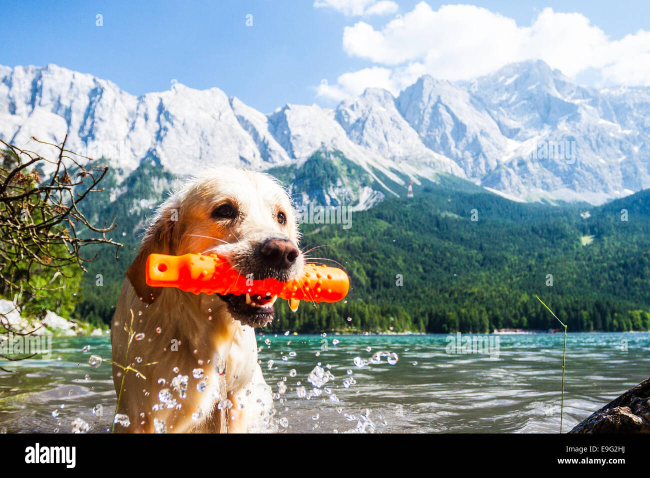 Working Golden Retriever in fron the Alps Stock Photo - Alamy