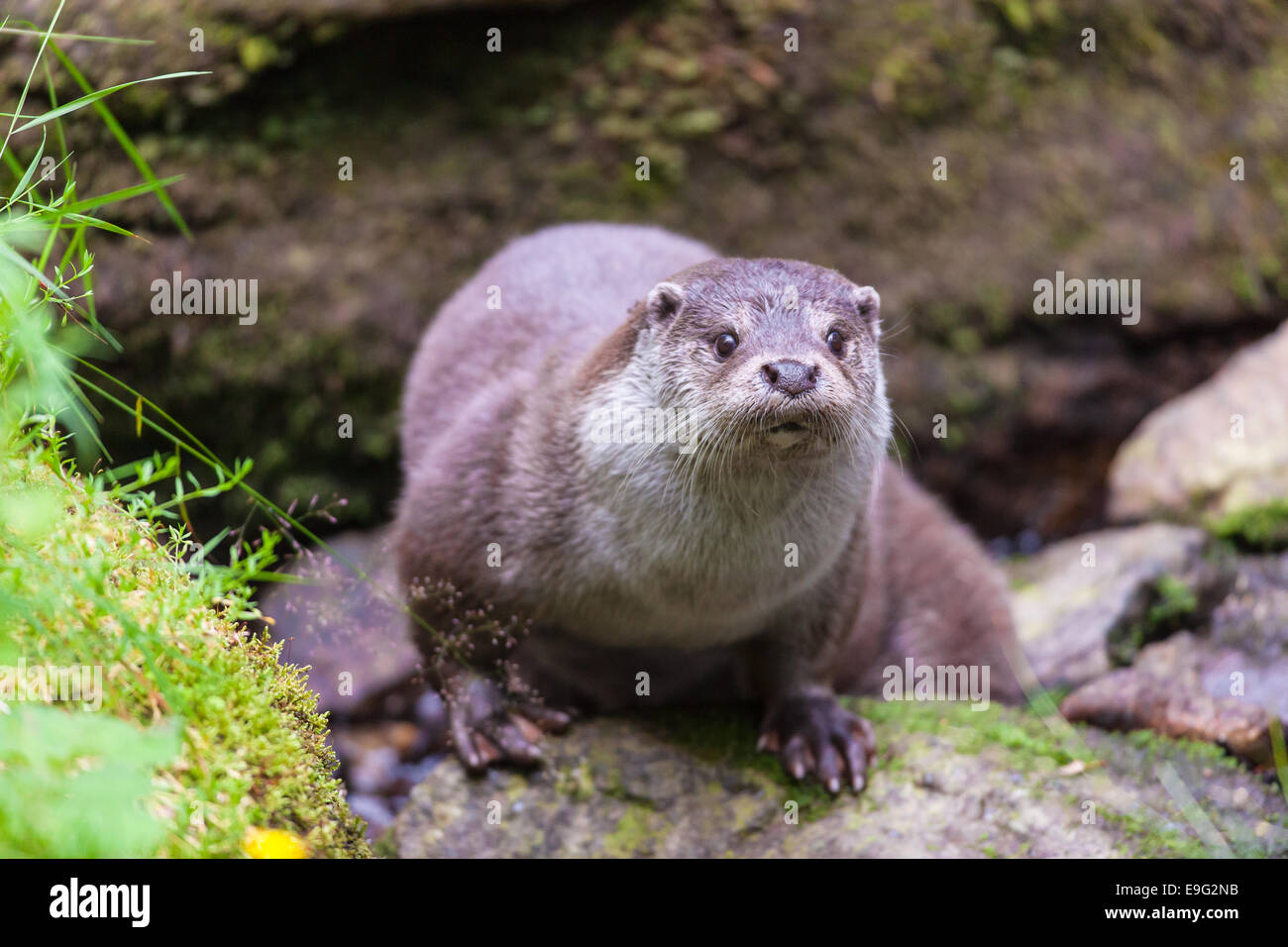 Eurasischer otter hi-res stock photography and images - Alamy