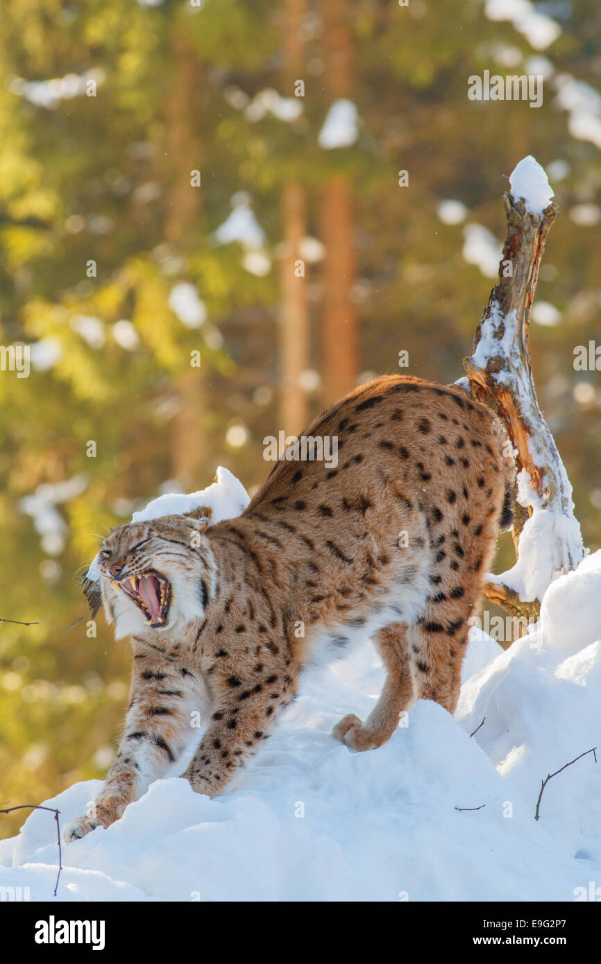 Luchs pelz hi-res stock photography and images - Alamy