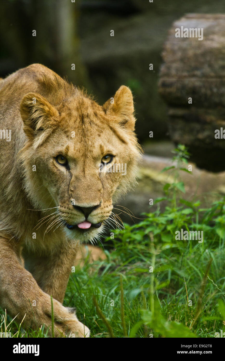Panthera arten hi-res stock photography and images - Alamy