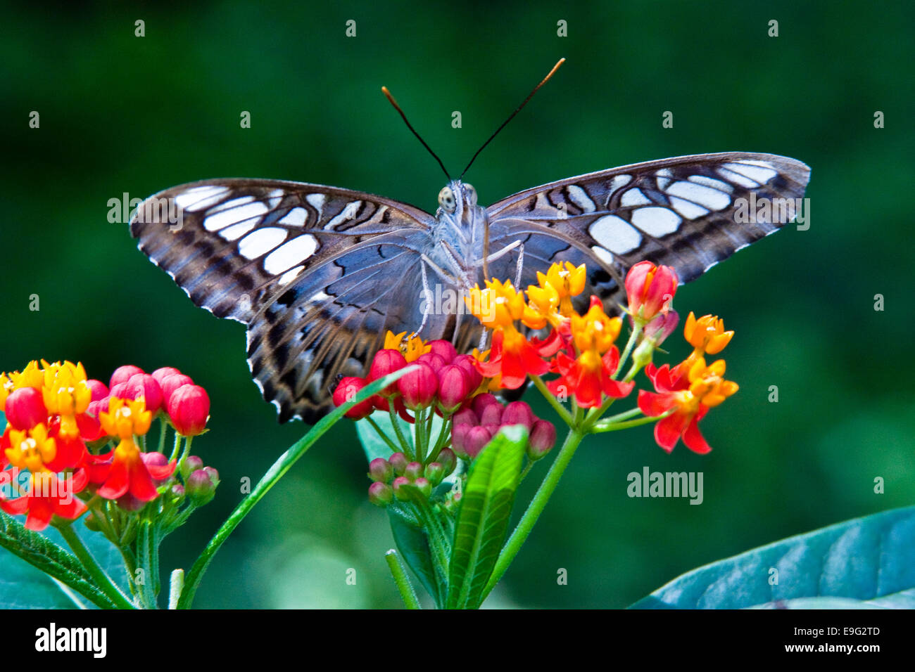 Clipper (Parthenos sylvia Stock Photo - Alamy