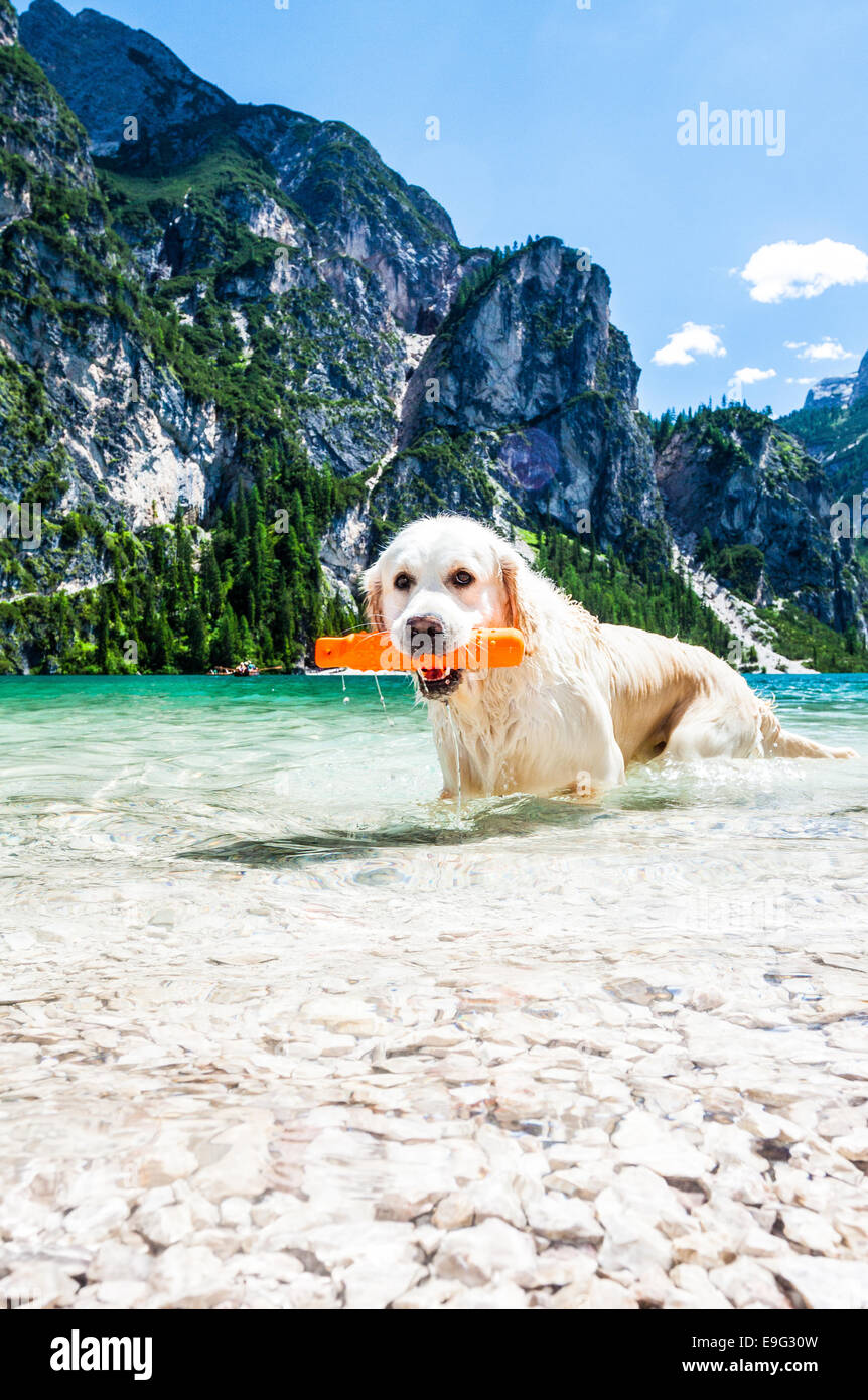 Working Golden Retriever at the Pragser Wildsee Stock Photo - Alamy