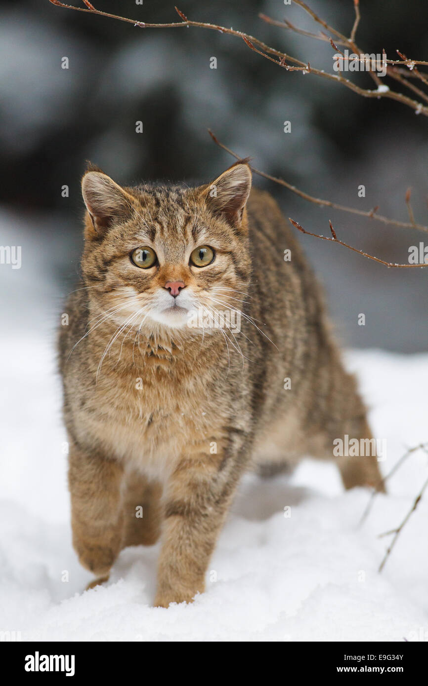 European wildcat [Felis silvestris silvestris] Stock Photo - Alamy