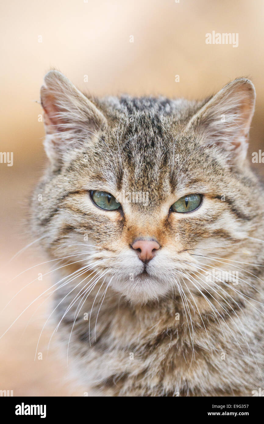 European wildcat [Felis silvestris silvestris] Stock Photo - Alamy