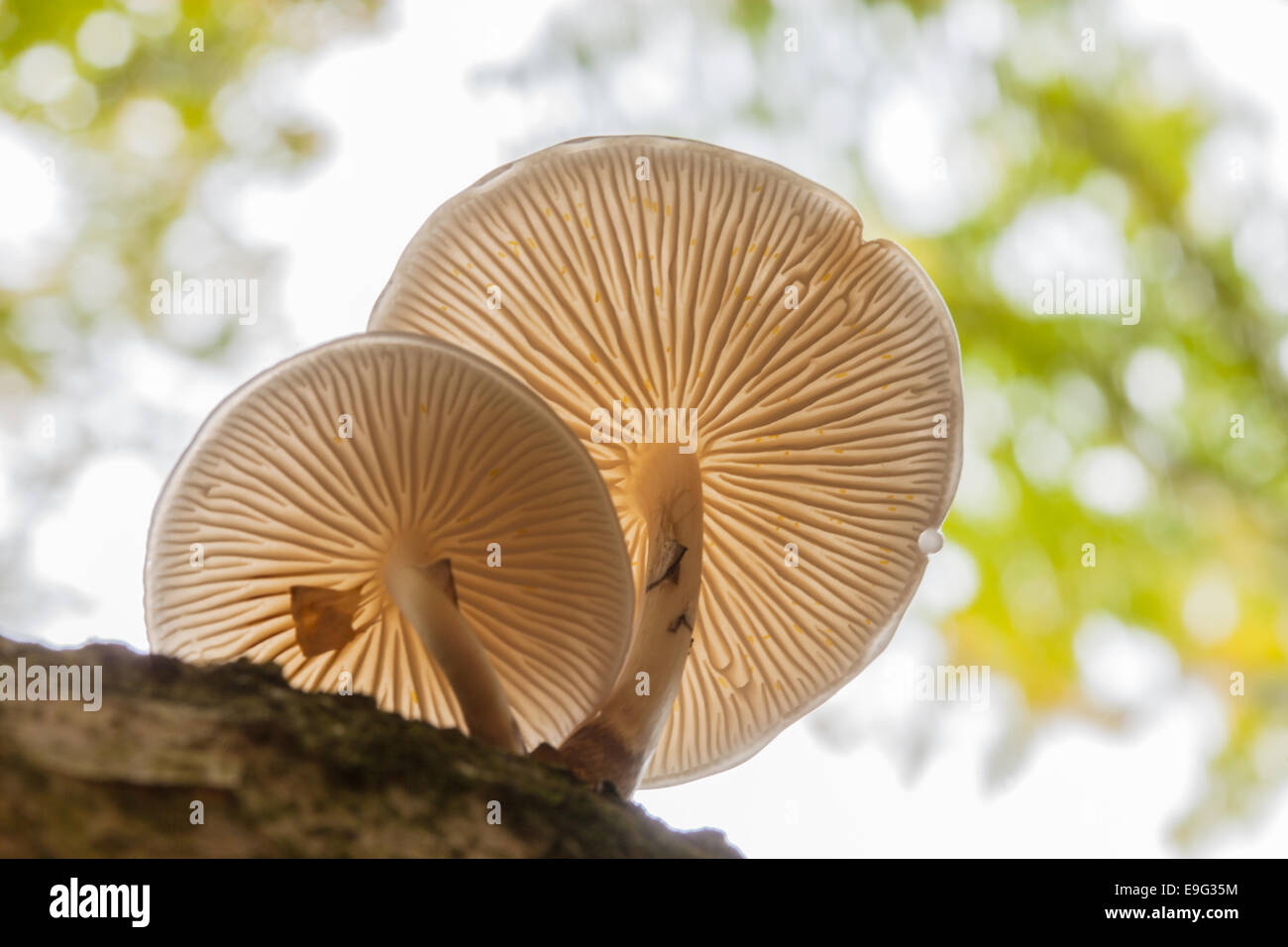 porcelain fungus [Oudemansiella mucida] Stock Photo - Alamy