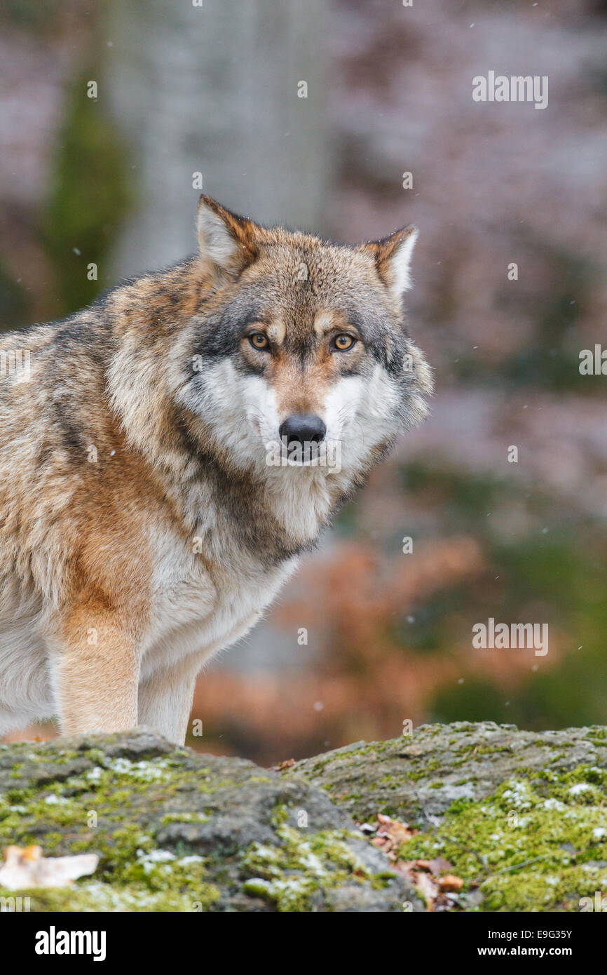 Wolf fell hi-res stock photography and images - Alamy