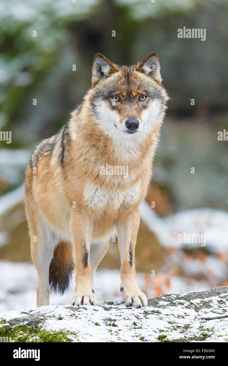 Wolf sc hi-res stock photography and images - Alamy